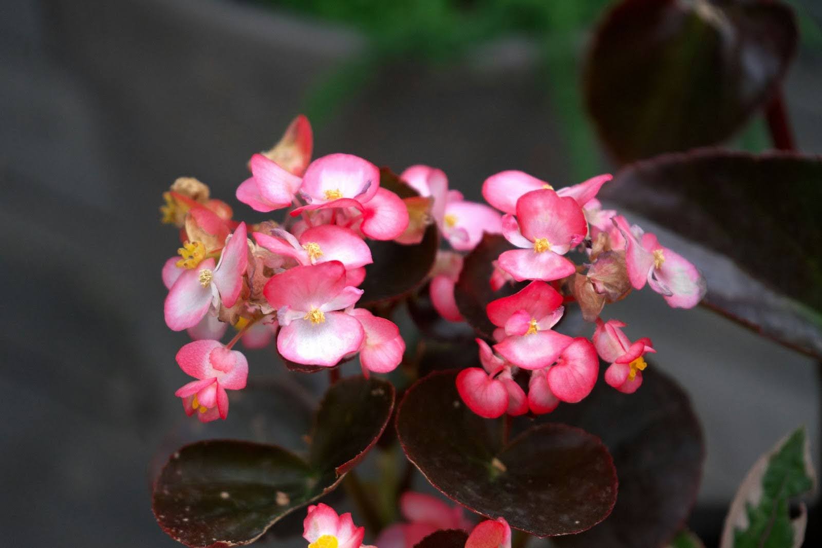 begonia leaf types