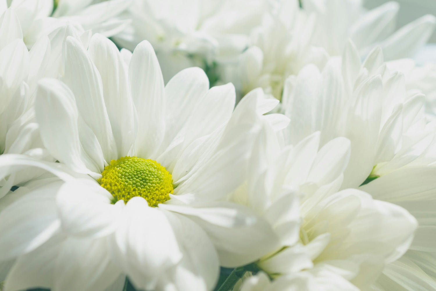 10 Flowers That Represent Purity