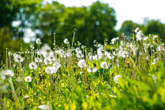 6 Types Of Dandelions For A Beautiful Arrangement