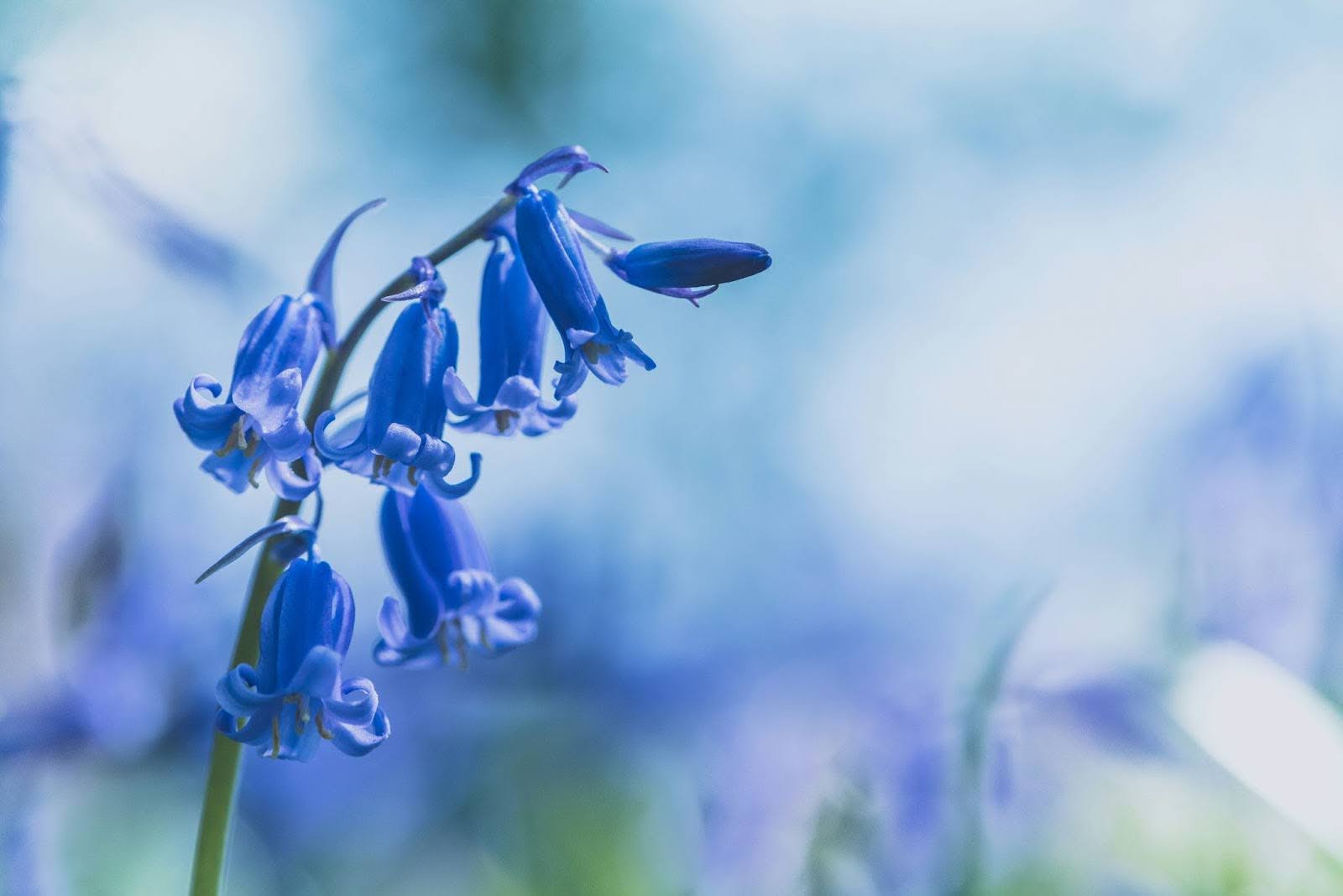 7 Bluebell Meaning and Symbolism