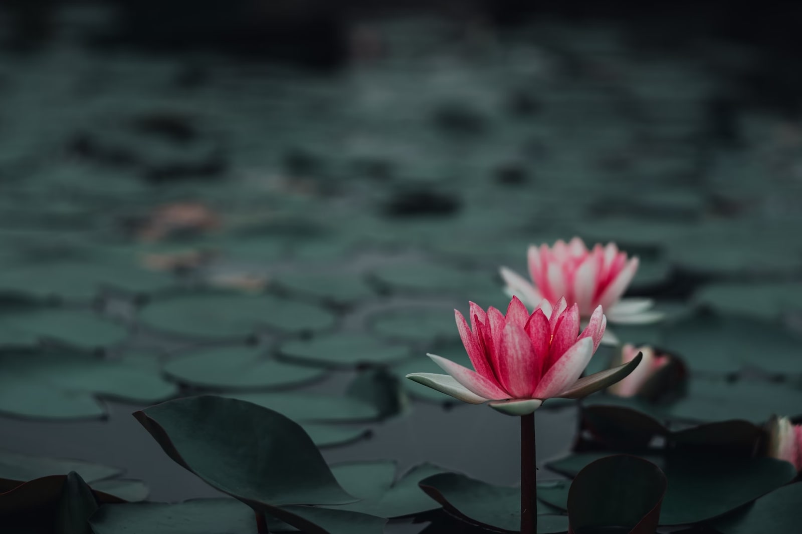 A Comprehensive Guide to the Types of Lotus Flowers