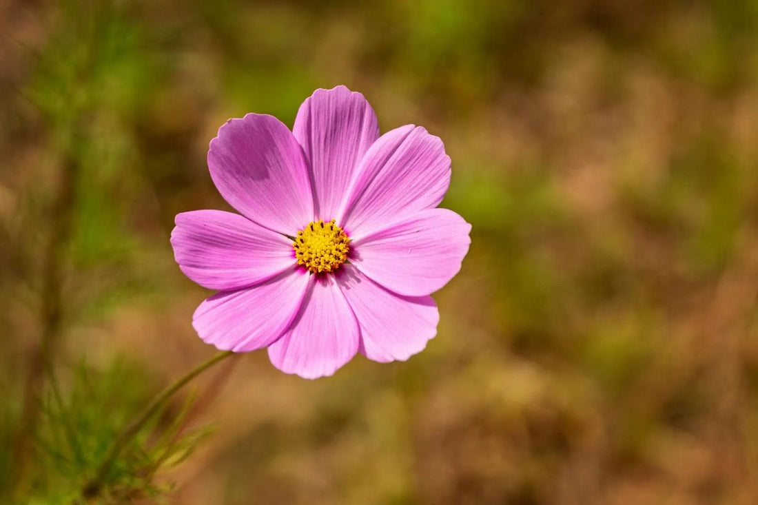 Cosmos Flower Care: How To Keep Your Bouquet Fresh And Beautiful
