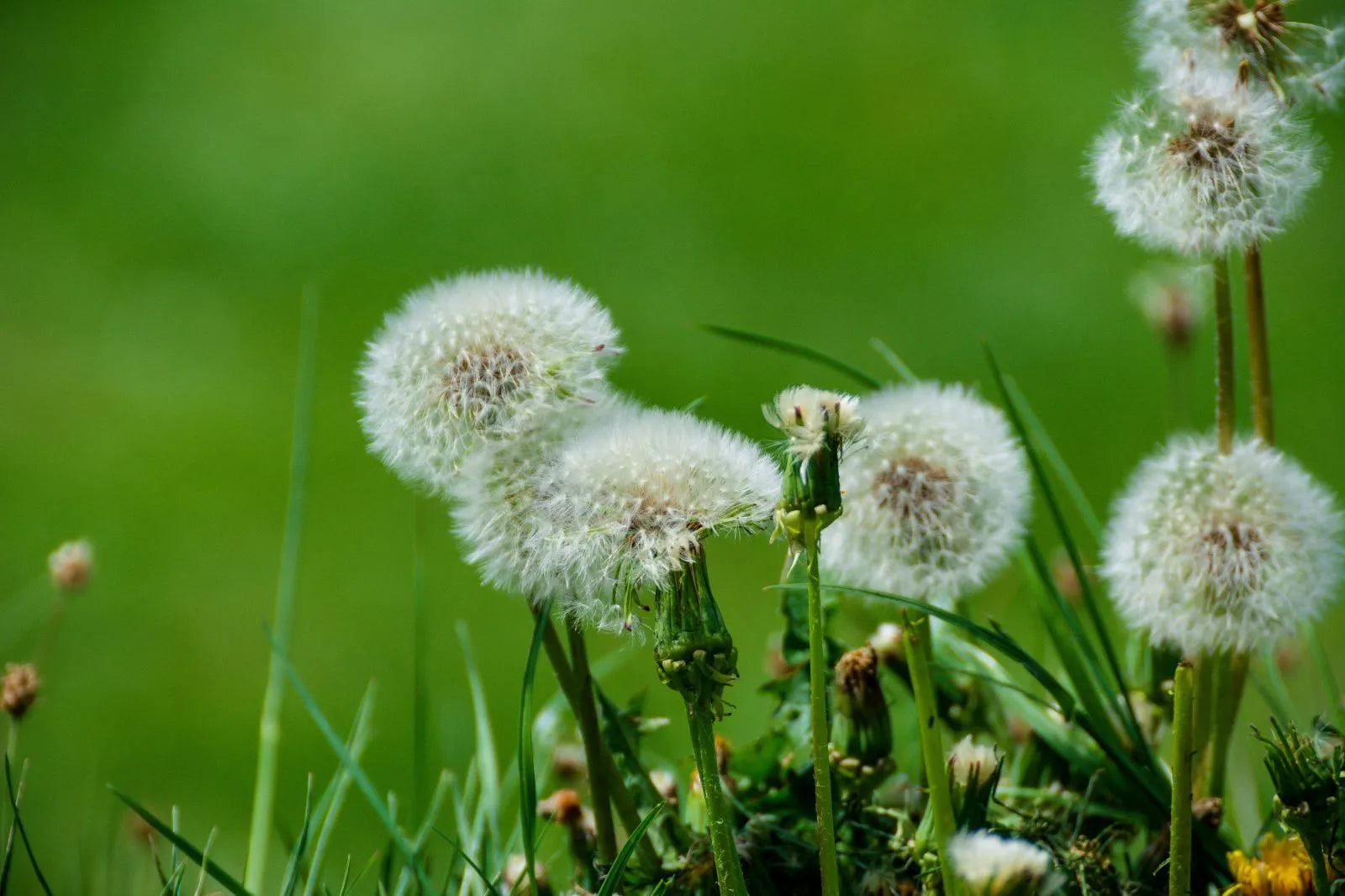 Dandelion Care: Expert Tips For These Exquisite Flowers