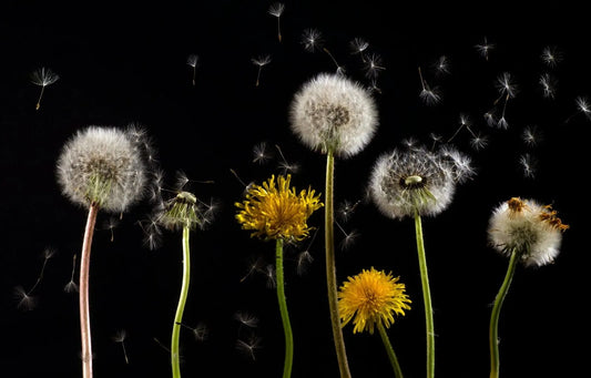 Dandelion Symbolism: Discover The Meaning Behind The "Lion’s Tooth"