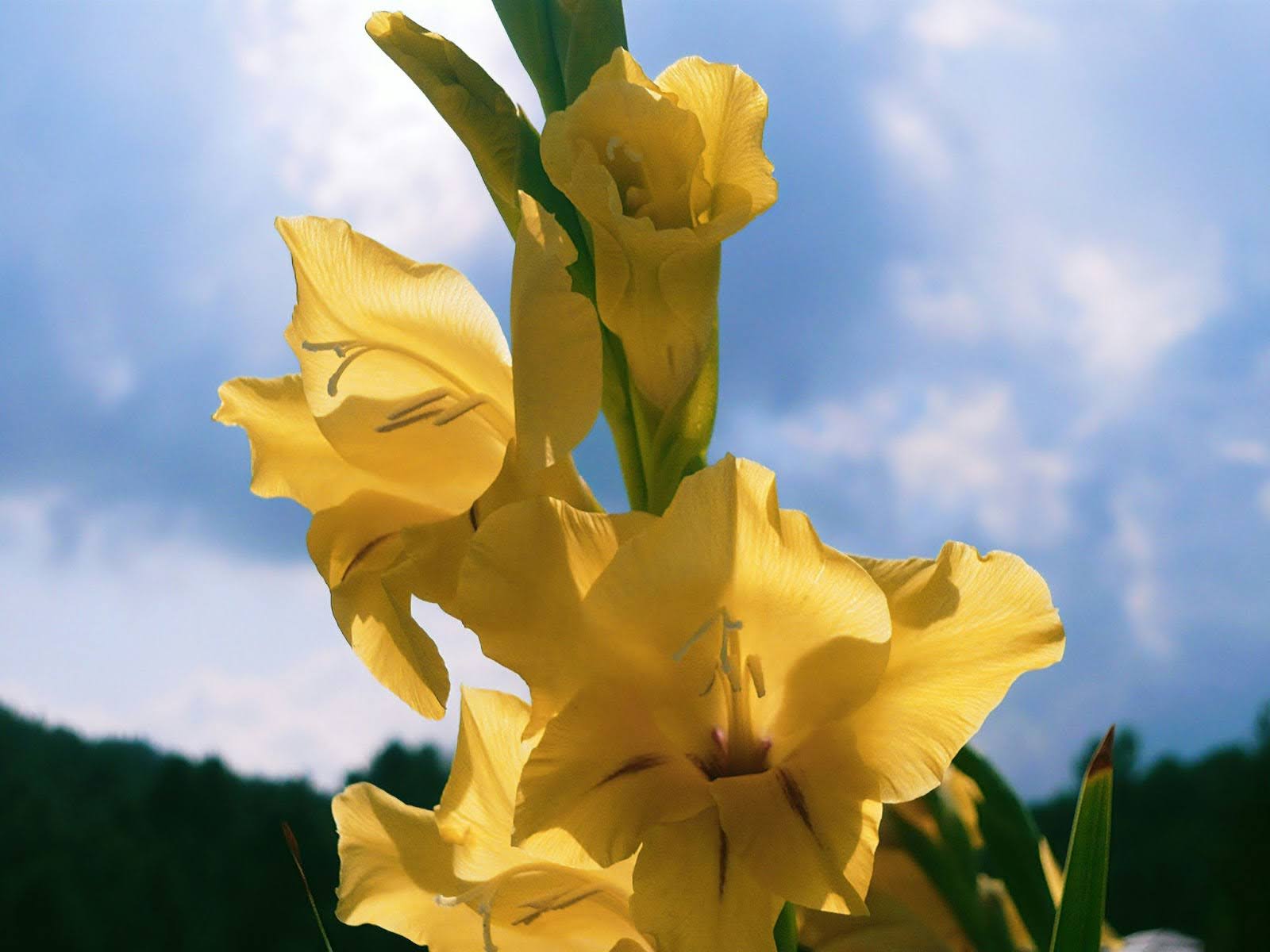 Flower That Means Strength