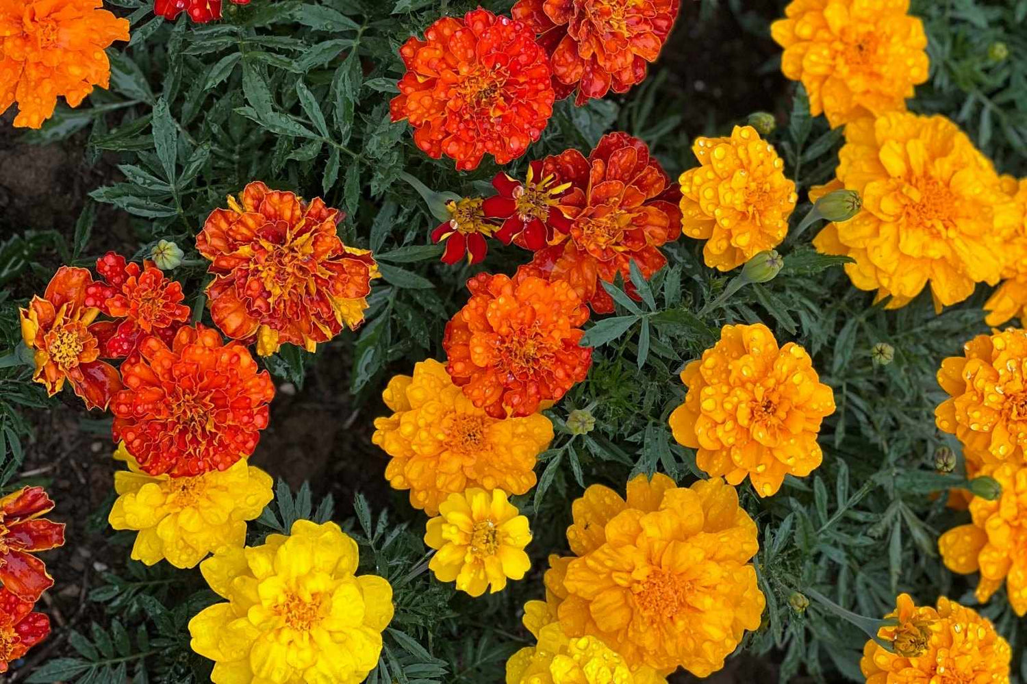 The 4 Different Types Of Marigold Flowers