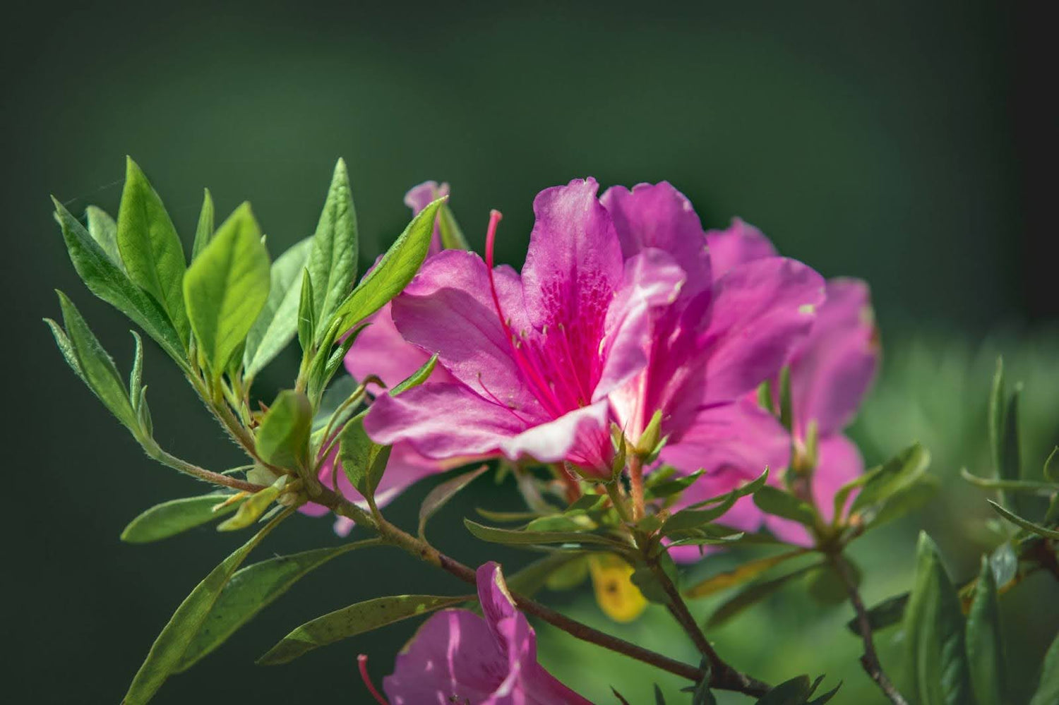 The Complete Guide To Azalea Meaning And Symbolism