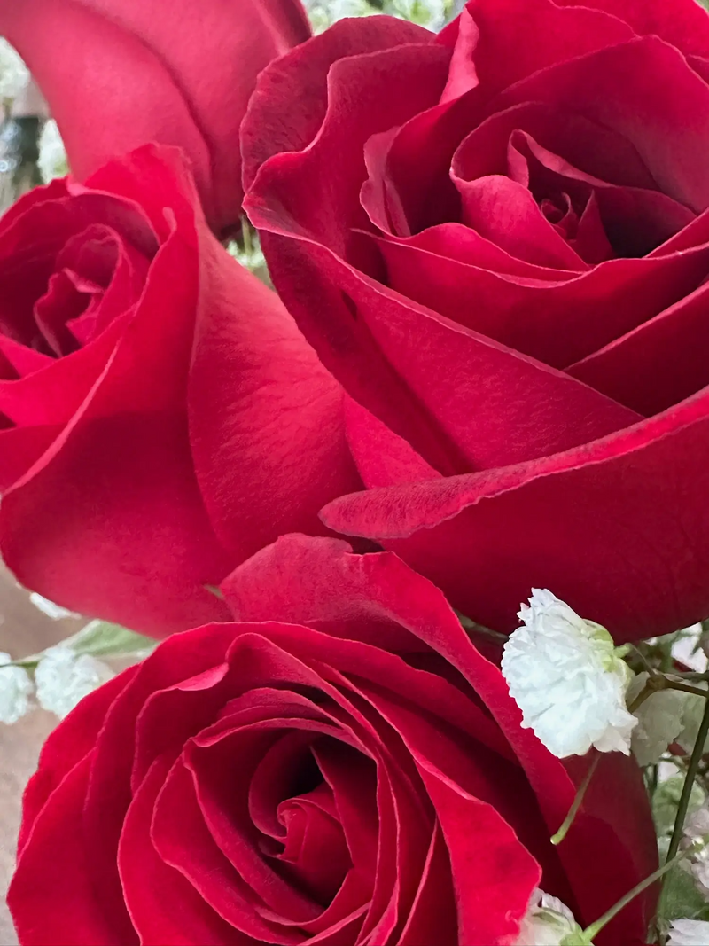 Rosy Raffles (Red)